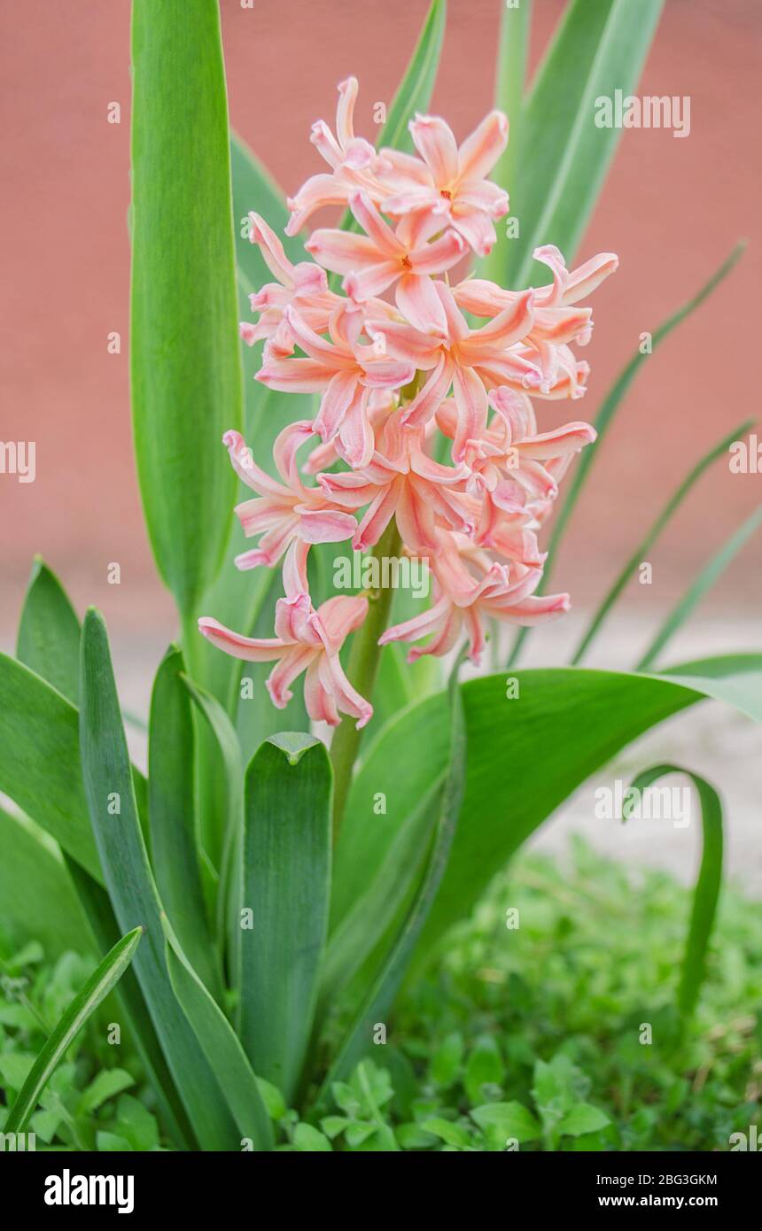 Orange hyacinth hi-res stock photography and images - Alamy