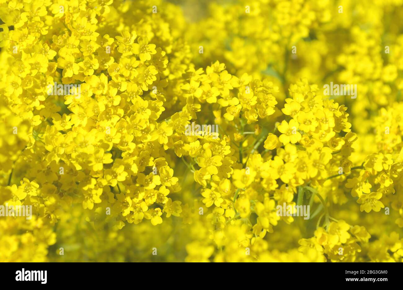 Color spring flower alyssum hi-res stock photography and images - Alamy