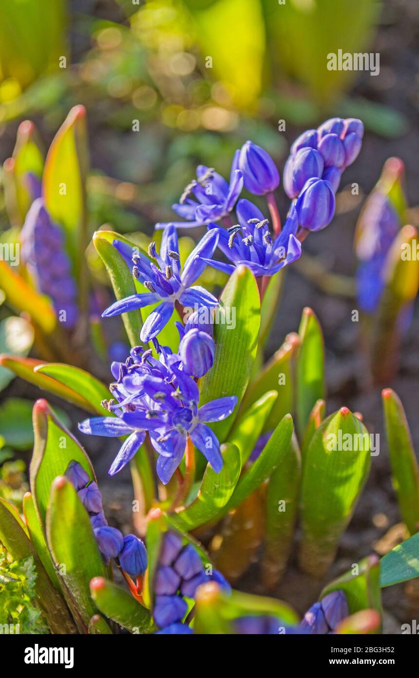 Beautiful blue scilla bluebell hi-res stock photography and images - Alamy