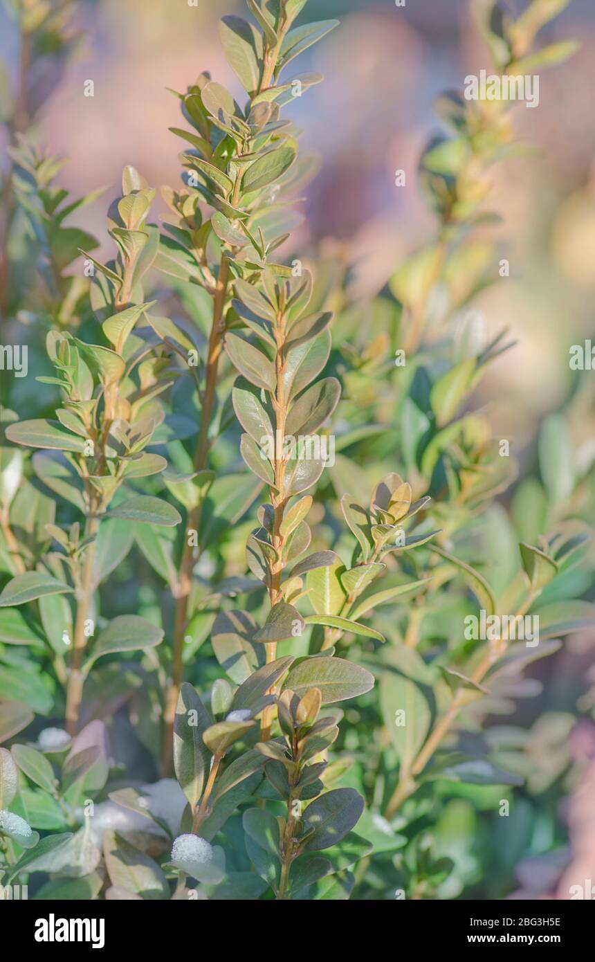 Buxus sempervirens isolated hi-res stock photography and images - Alamy