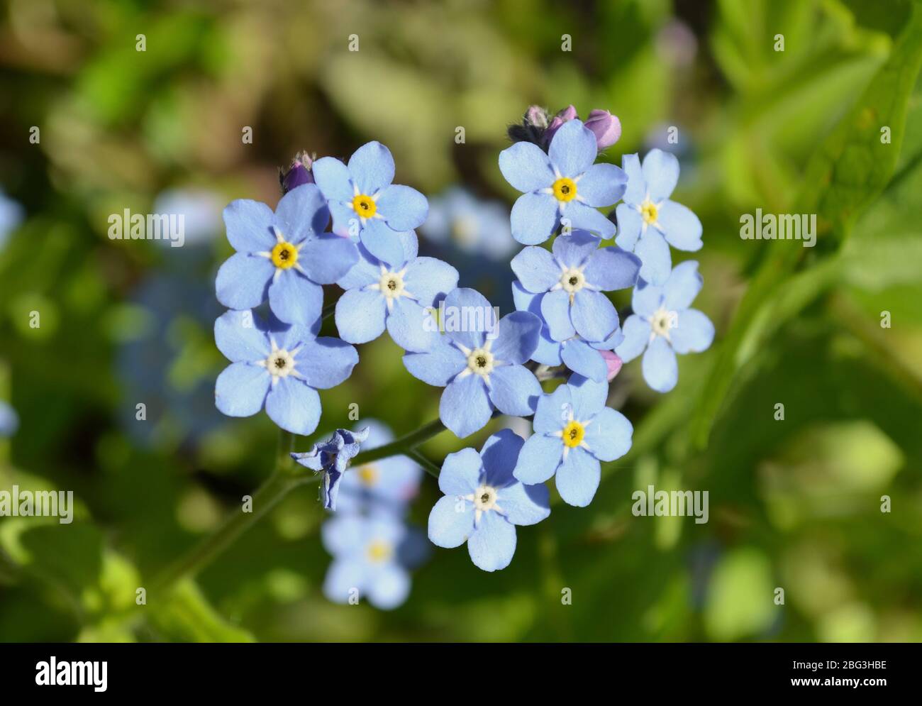 Beautiful fresh blue forget-me-not flower close view. Forget-me-not ...