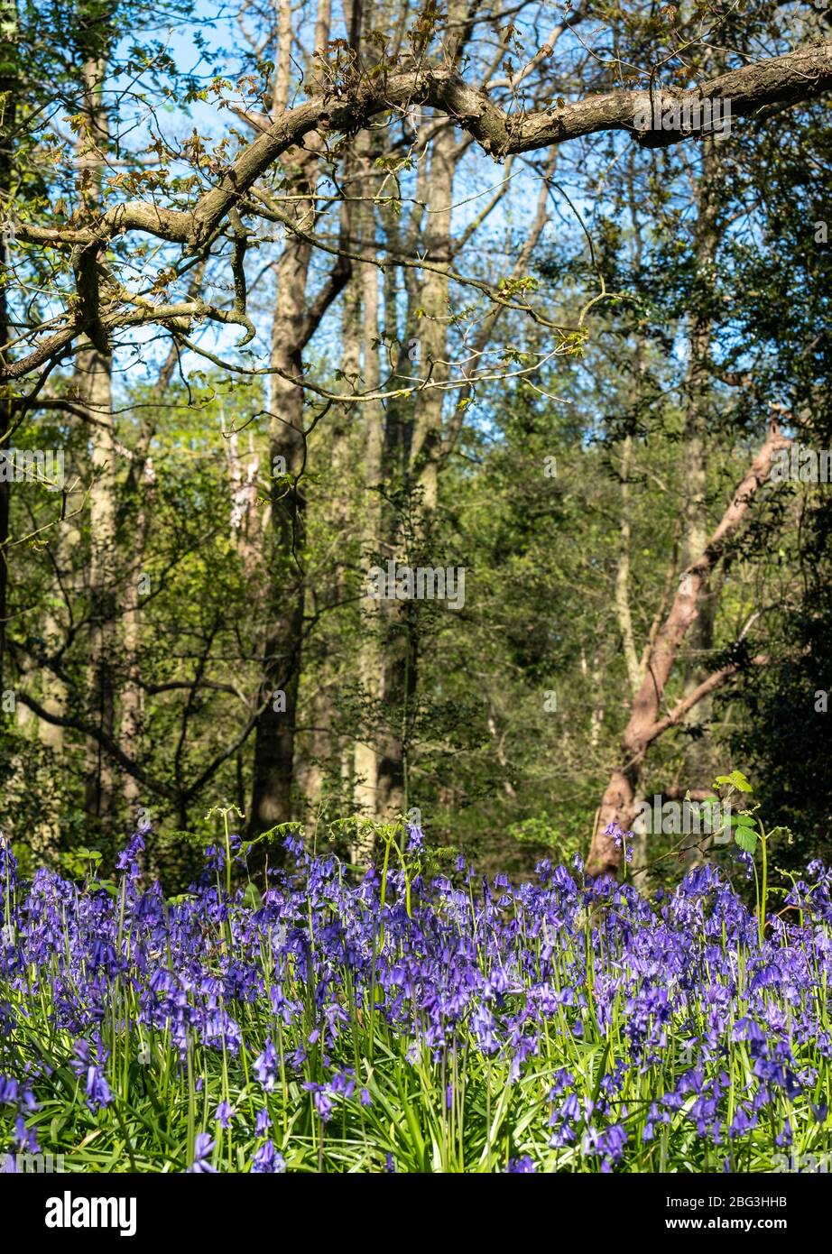 Wild bluebells in abundance in spring, photographed at Old Park Wood ...