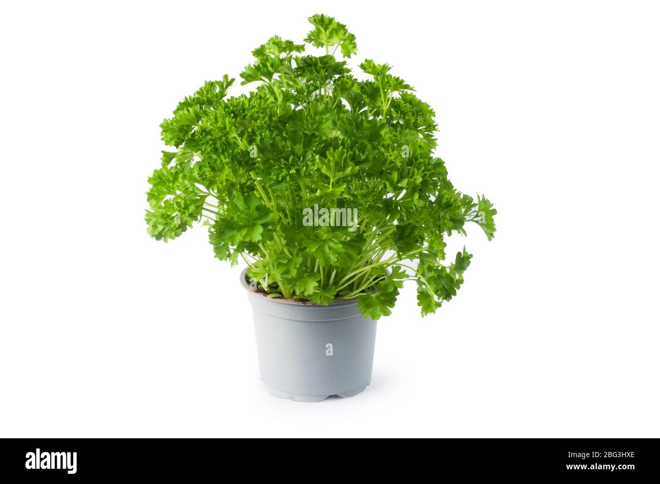 Curled parsley pot hi-res stock photography and images - Alamy