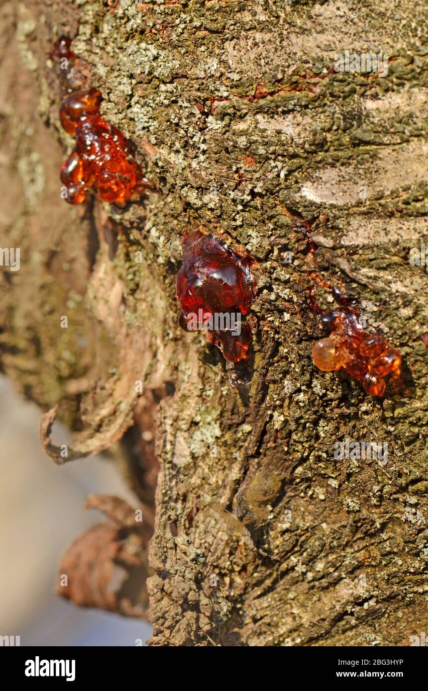 Drop of resin on tree. Wood resin liquid Stock Photo - Alamy