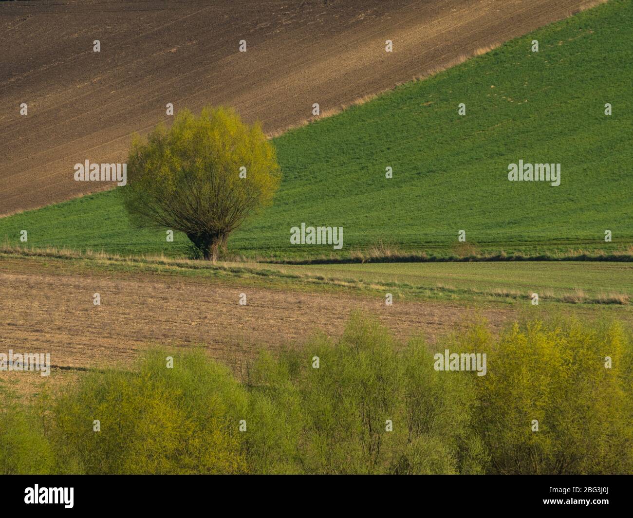 Countryside spring landscape of plowed fields. Green grass and trees ...