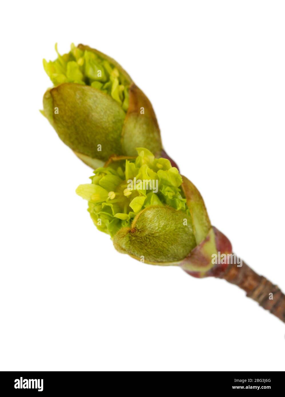 Blossoming buds on tree isolated on white Stock Photo - Alamy
