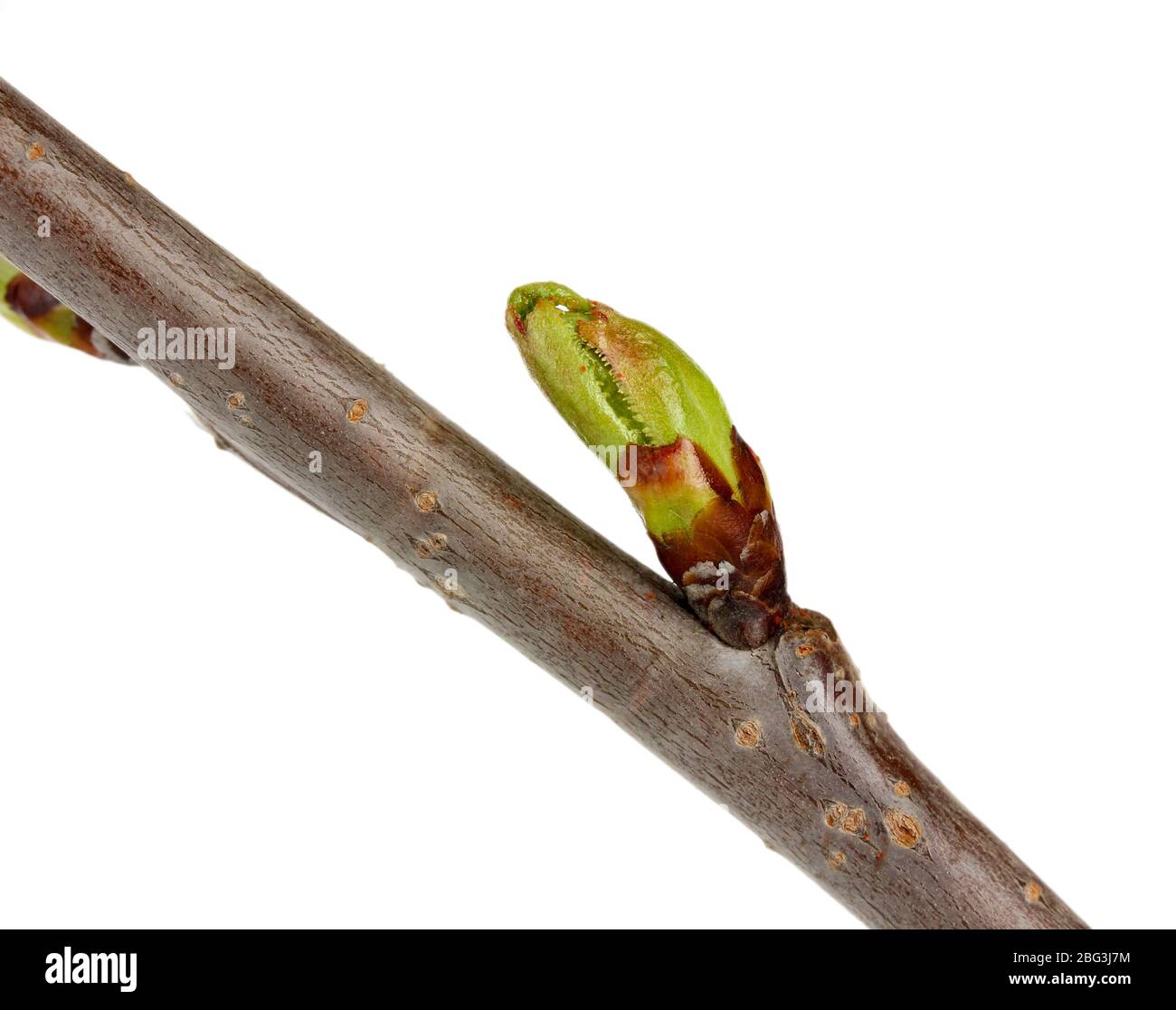 Blossoming buds on tree isolated on white Stock Photo - Alamy