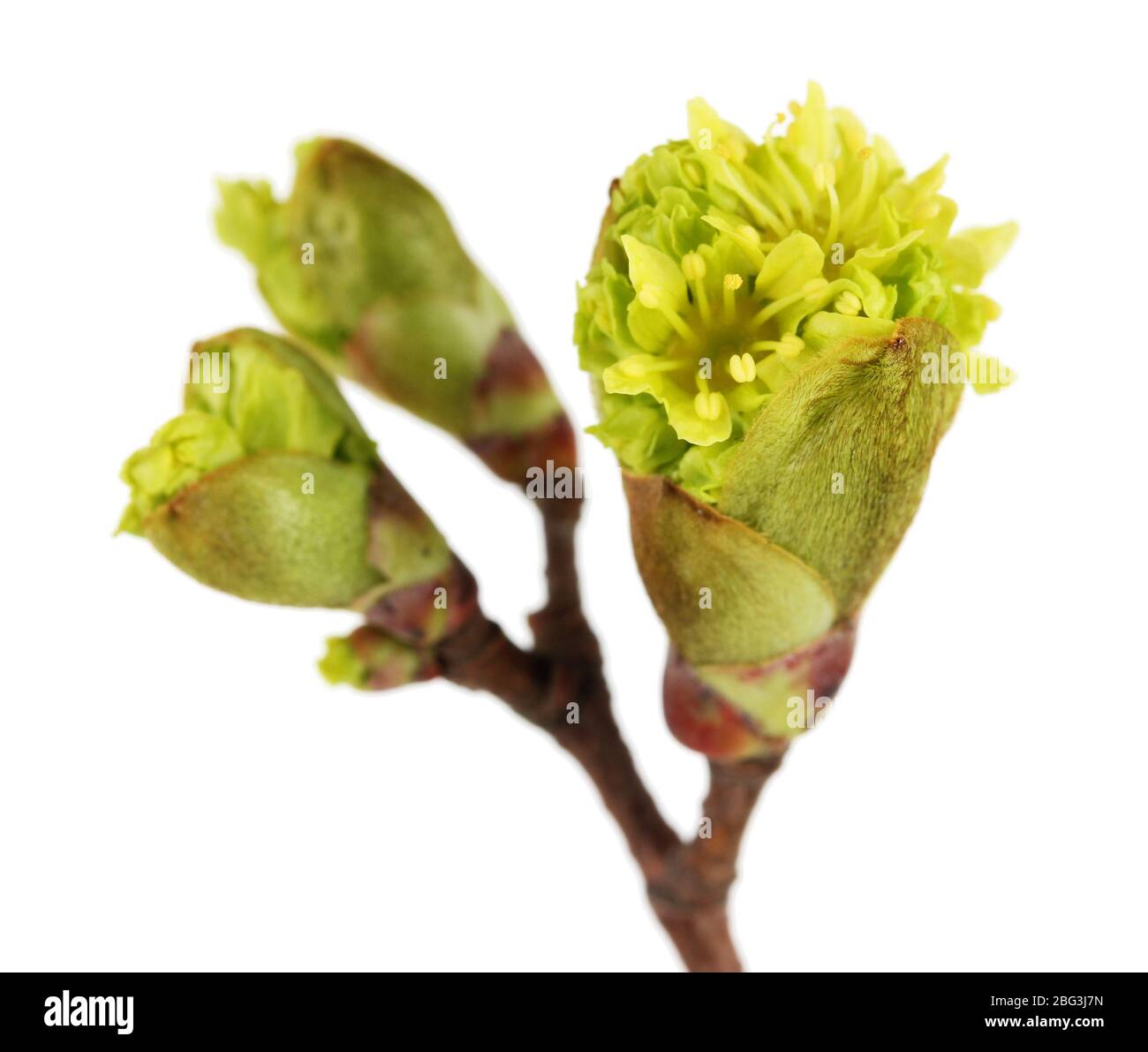 Budding tree white background Cut Out Stock Images & Pictures - Alamy