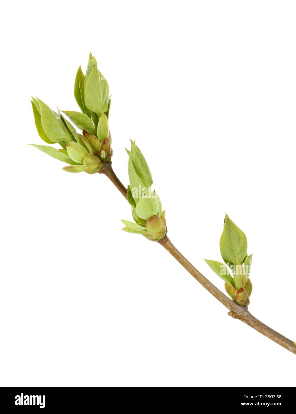 Blossoming buds on tree isolated on white Stock Photo - Alamy