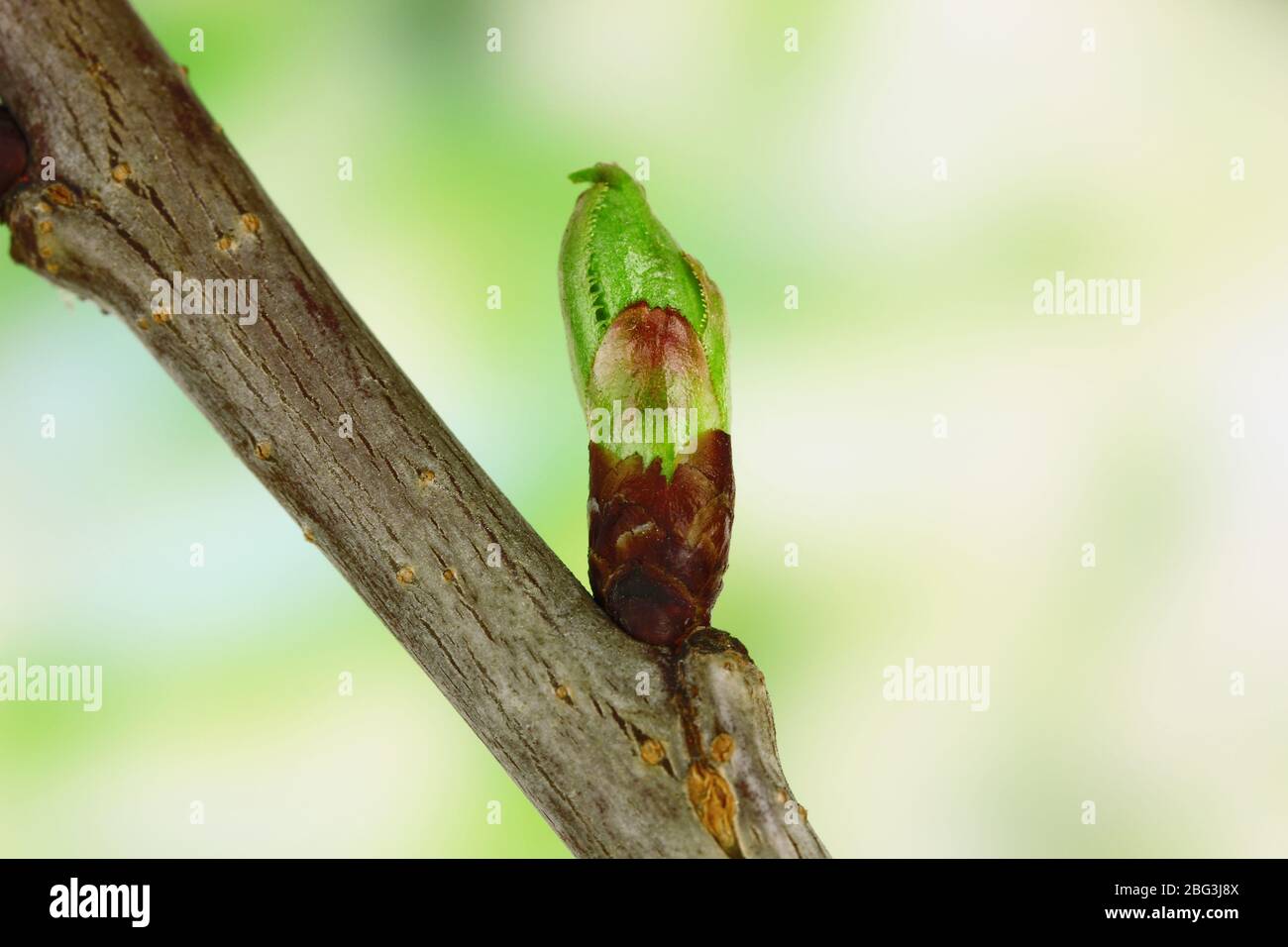 Blossoming buds on tree on bright background Stock Photo - Alamy