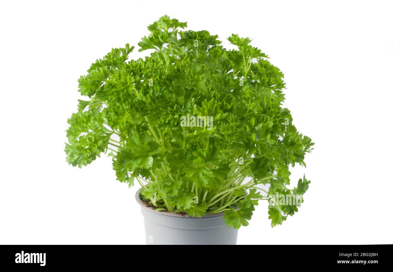 Curled parsley pot hi-res stock photography and images - Alamy