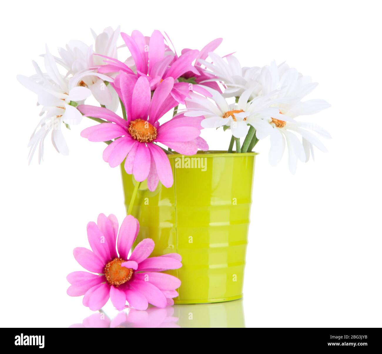 Beautiful daisies in colorful bucket isolated on white Stock Photo - Alamy