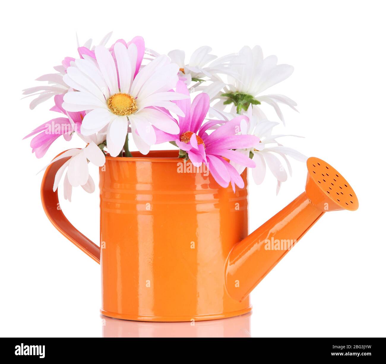Beautiful daisies in colorful watering can isolated on white Stock ...