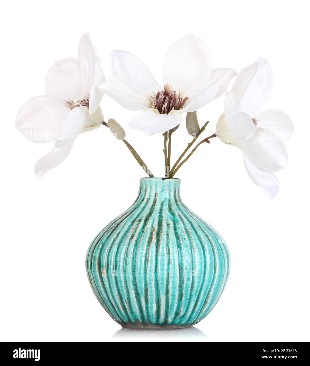 Beautiful magnolia in vase isolated on white Stock Photo - Alamy