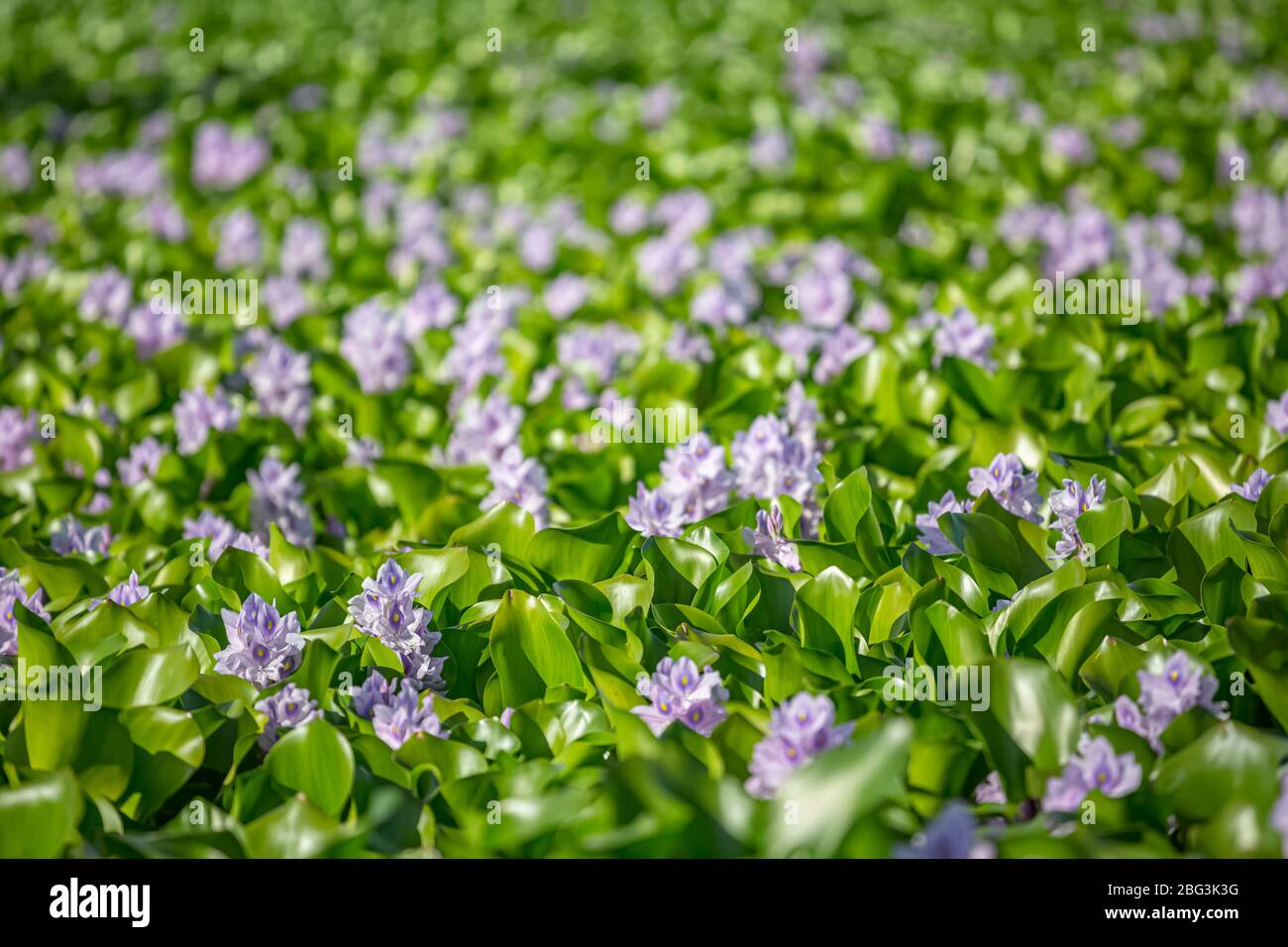 Detailed view of lake with common water hyacinths, aquatic plants, on ...