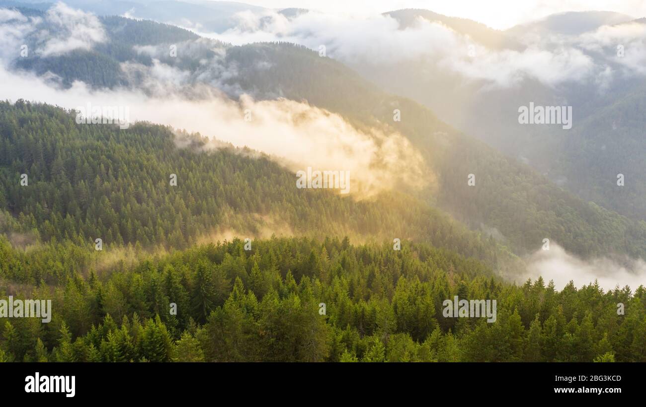 Aerial view of tropical rainforest covered by cloud and fog Stock Photo ...