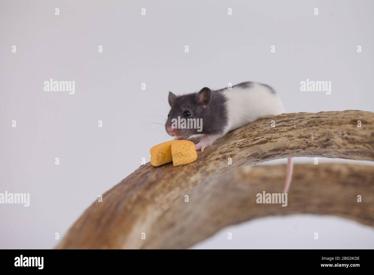 Small gray rat with yellow cheese Stock Photo - Alamy