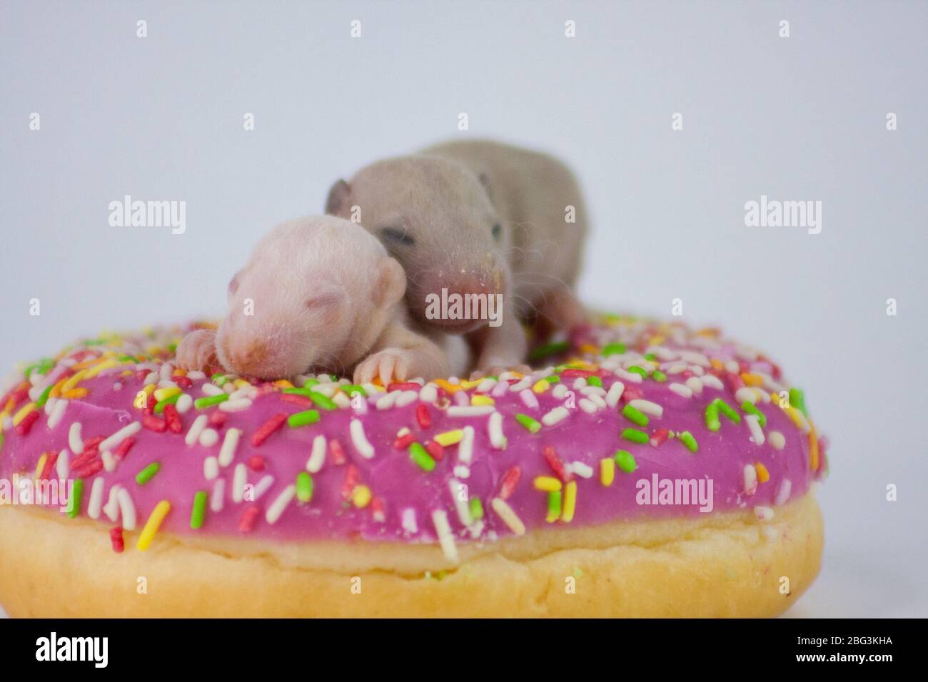 Diet concept. Cute little rats on a pink donut with colored sprinkles ...