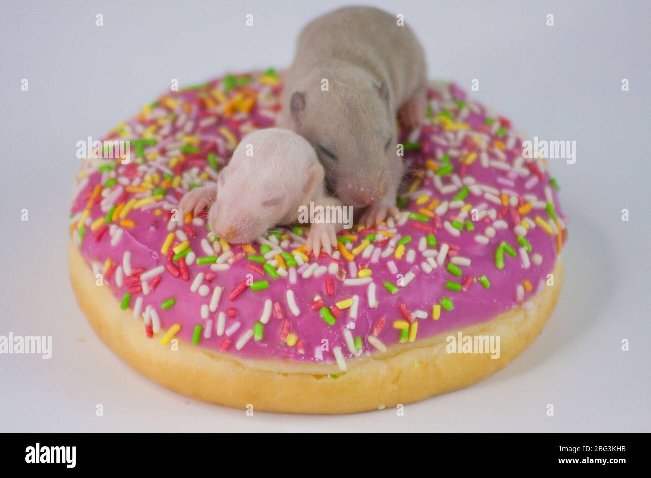 Diet concept. Cute little rats on a pink donut with colored sprinkles ...