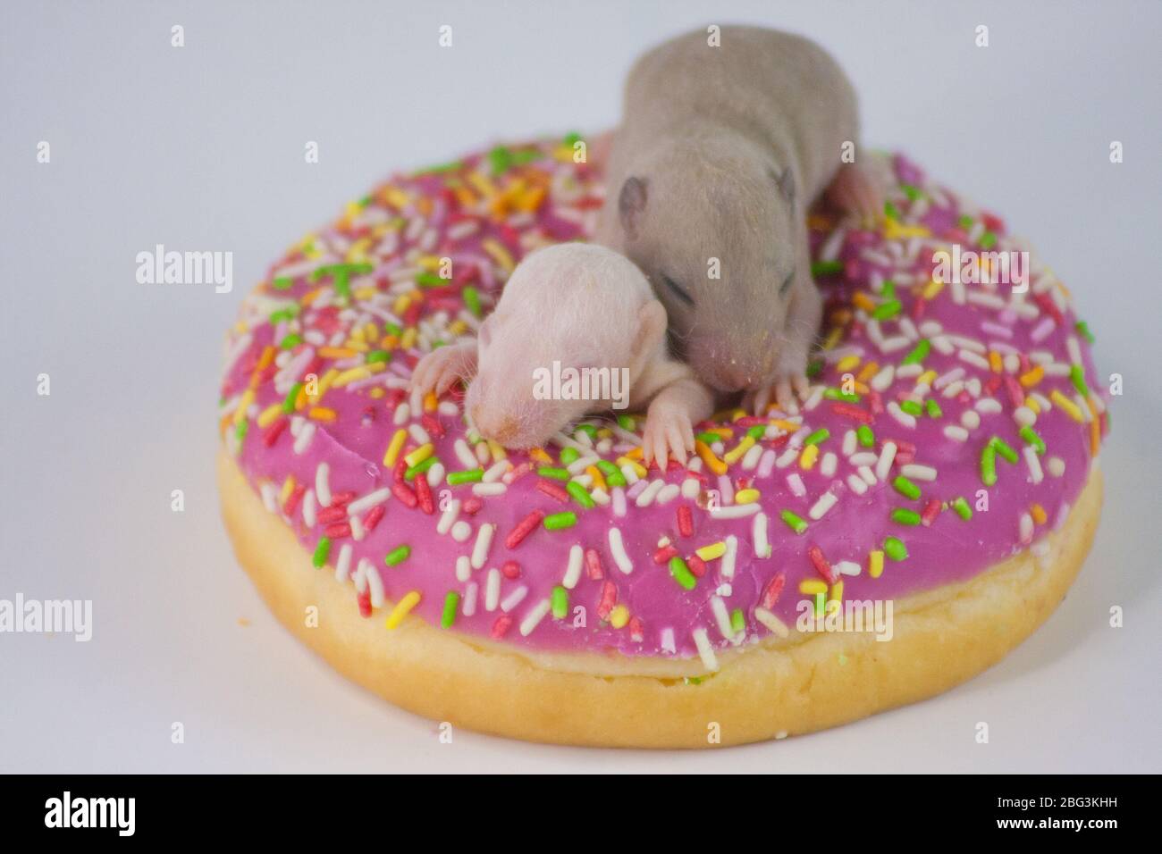 Diet concept. Cute little rats on a pink donut with colored sprinkles ...