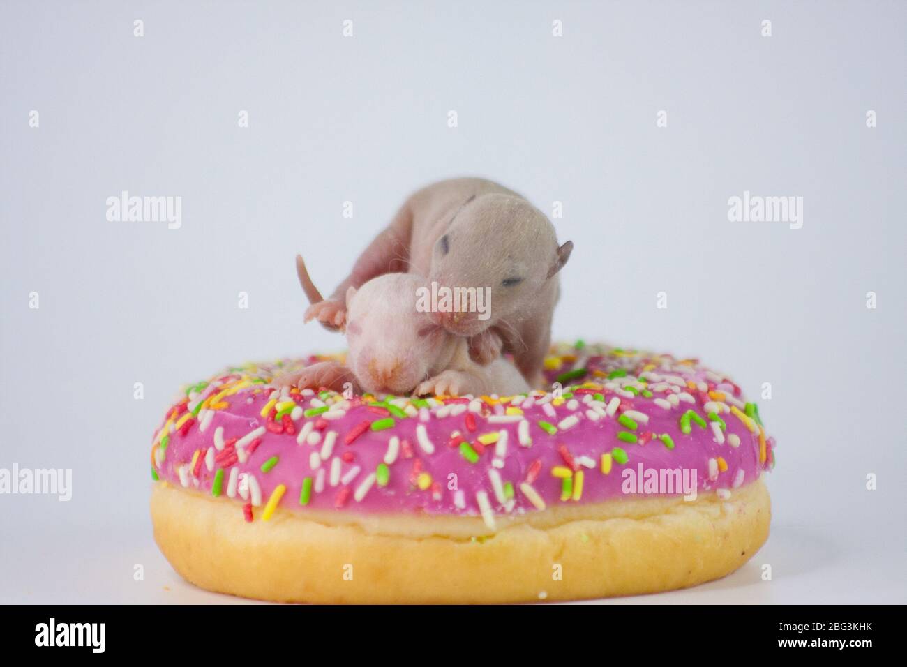 Diet concept. Cute little rats on a pink donut with colored sprinkles ...