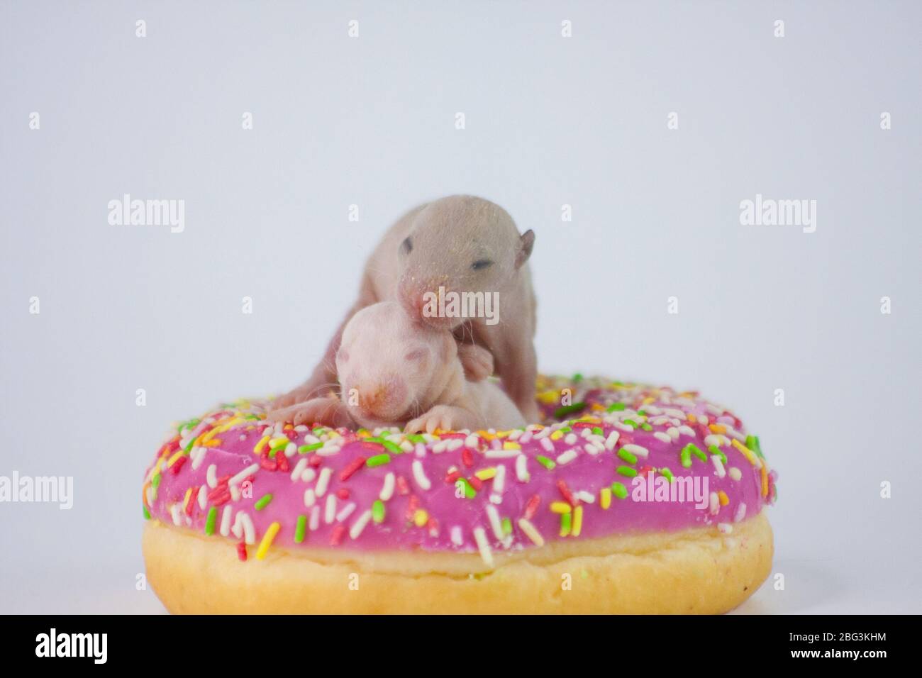 Diet concept. Cute little rats on a pink donut with colored sprinkles ...
