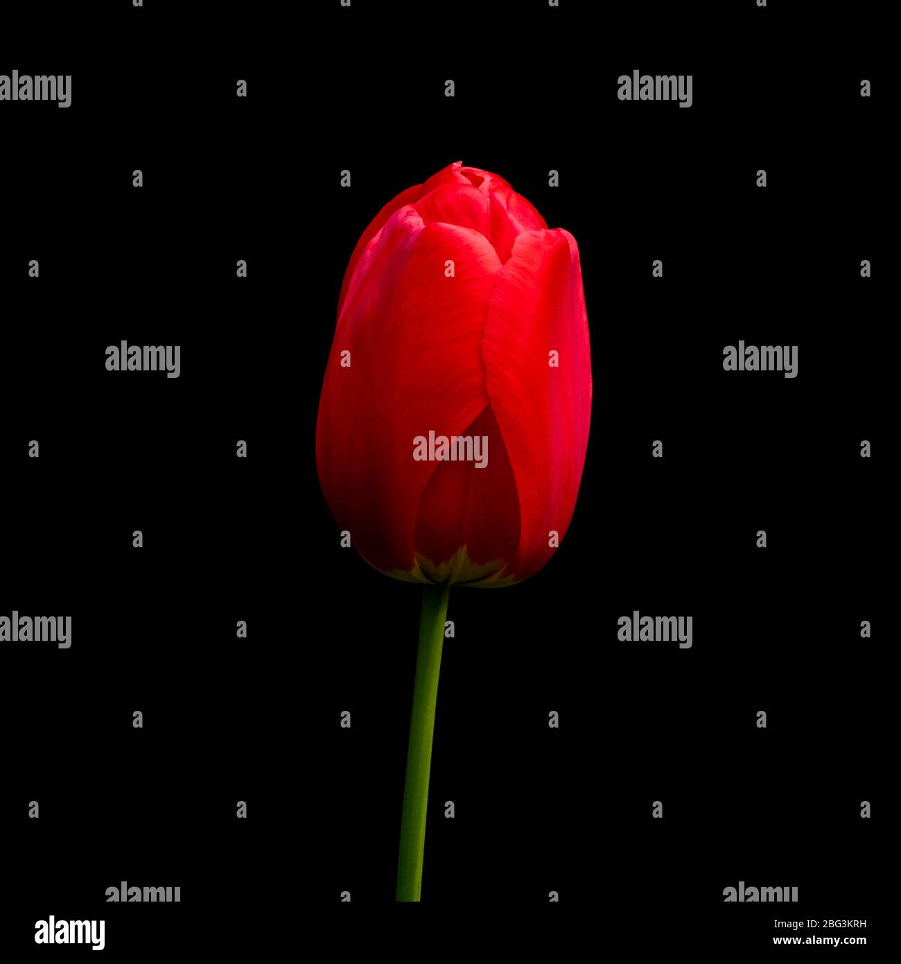 Single tulip in communal garden in Kensington, London Stock Photo - Alamy