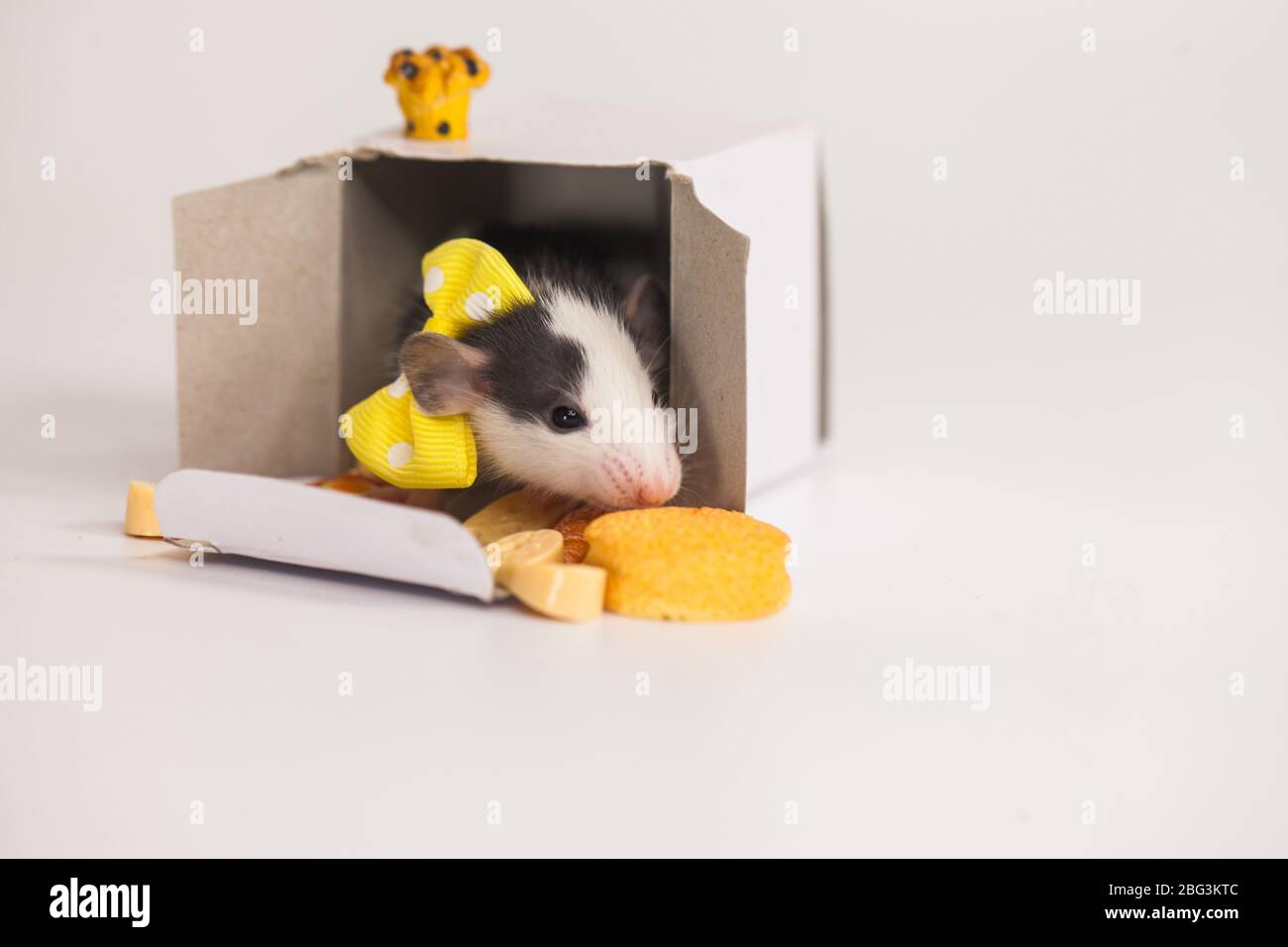 Small rat in a white box with tasty and mouth-watering buns Stock Photo ...