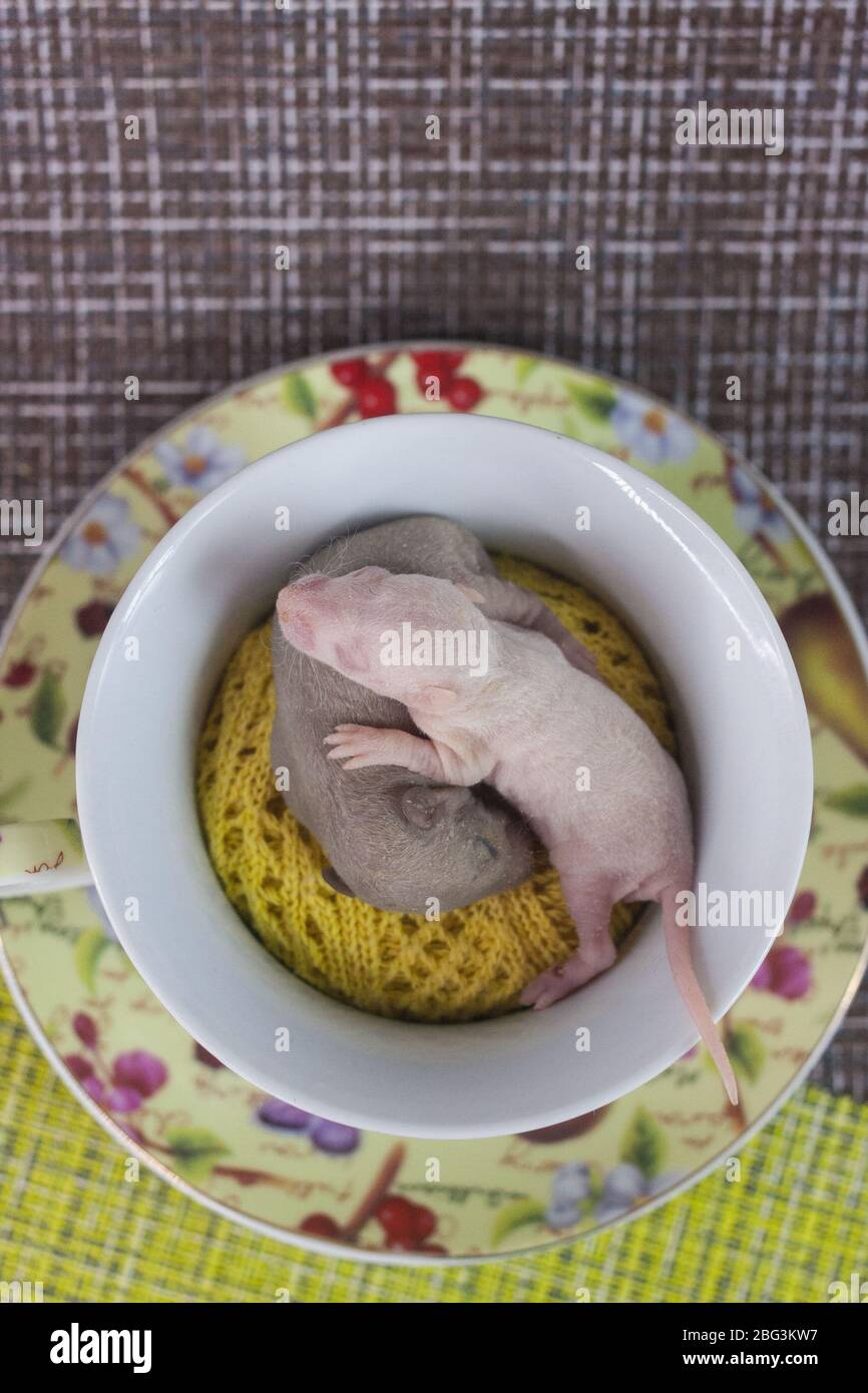 The rat is small in a cup of tea. tea party Stock Photo - Alamy