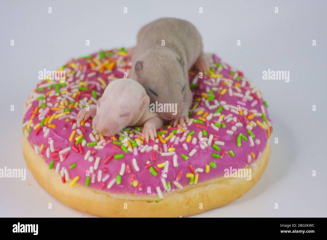 Diet concept. Cute little rats on a pink donut with colored sprinkles ...