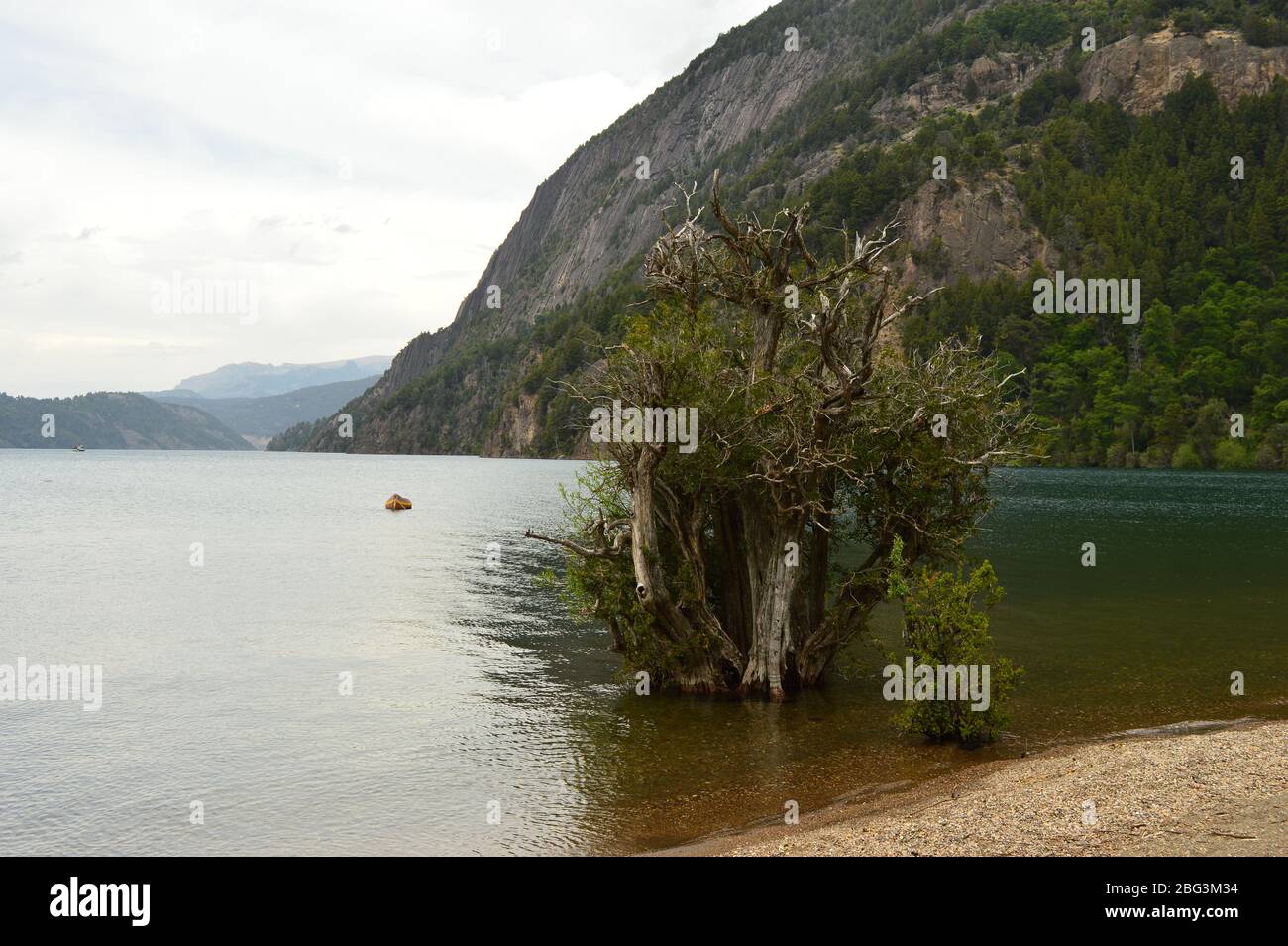 A Waterlogged Tree in Patagonia Stock Photo - Alamy