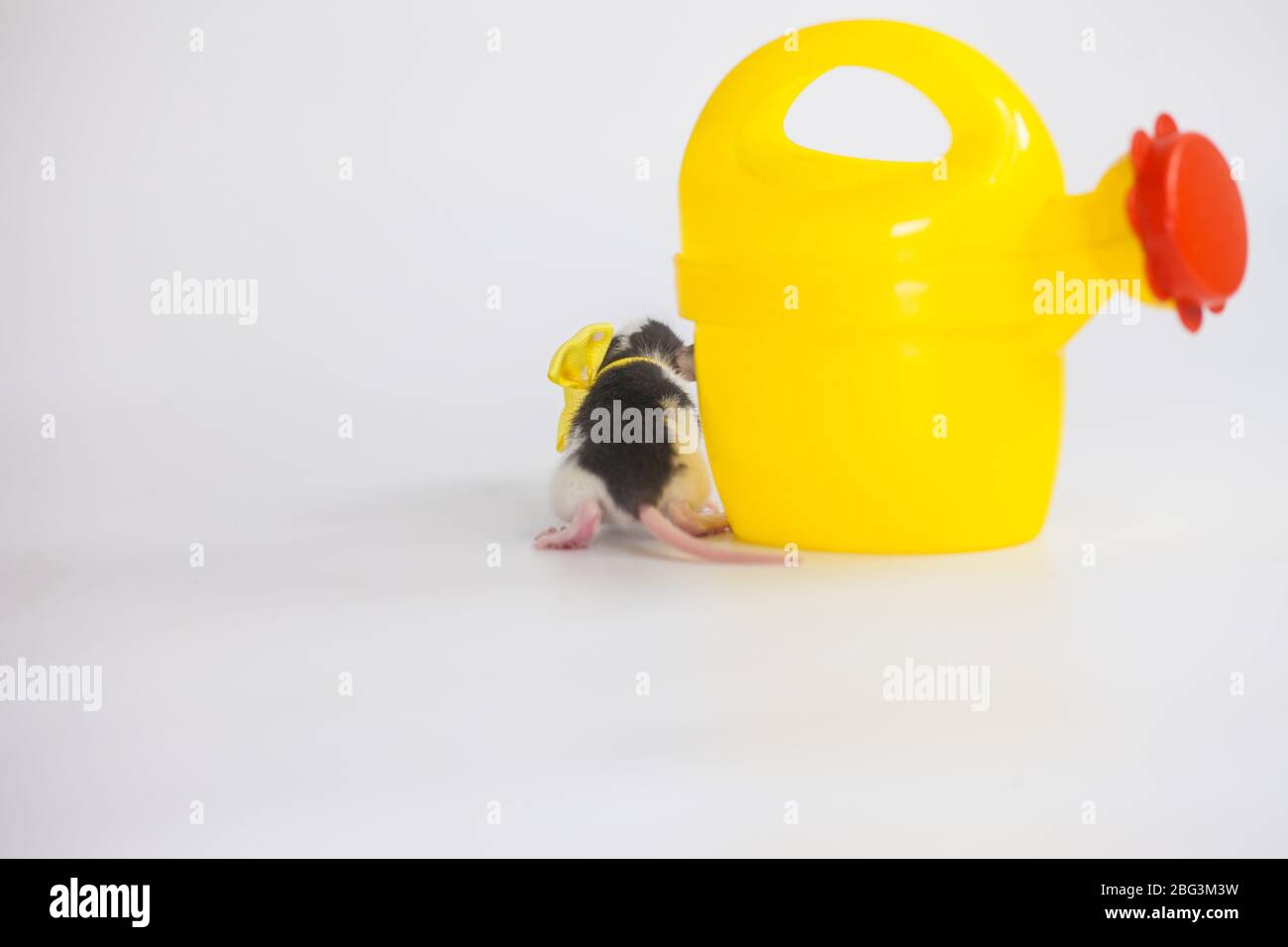 The rat is small with a watering can. The summer season is open Stock ...