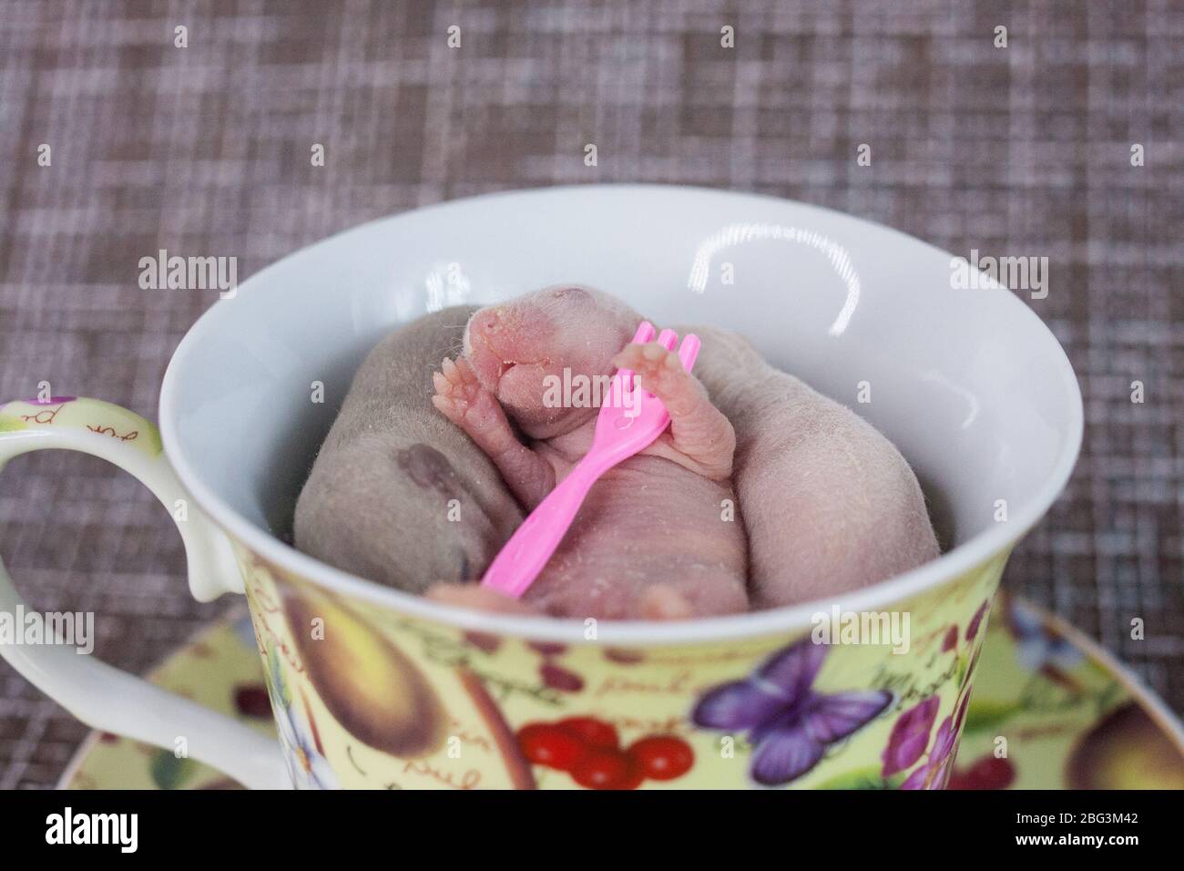 The rat is small in a cup of tea. tea party Stock Photo - Alamy