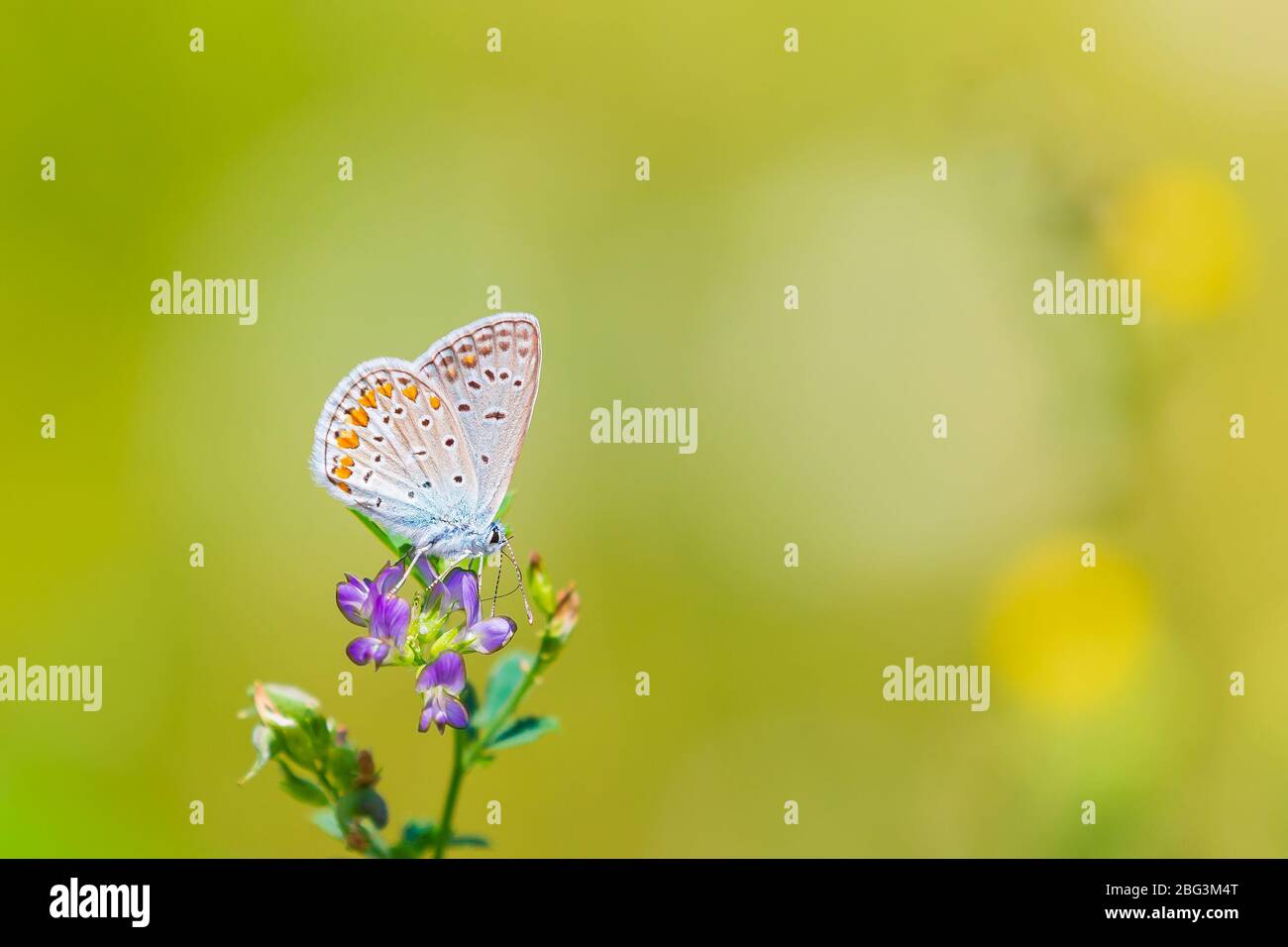 Adonis blue Polyommatus bellargus resting in vegetation Stock Photo - Alamy