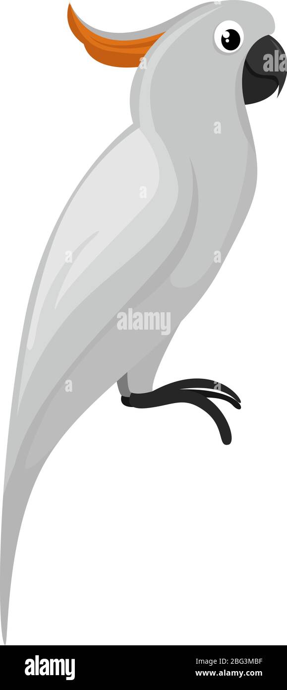 Cockatoo beak Cut Out Stock Images & Pictures - Alamy