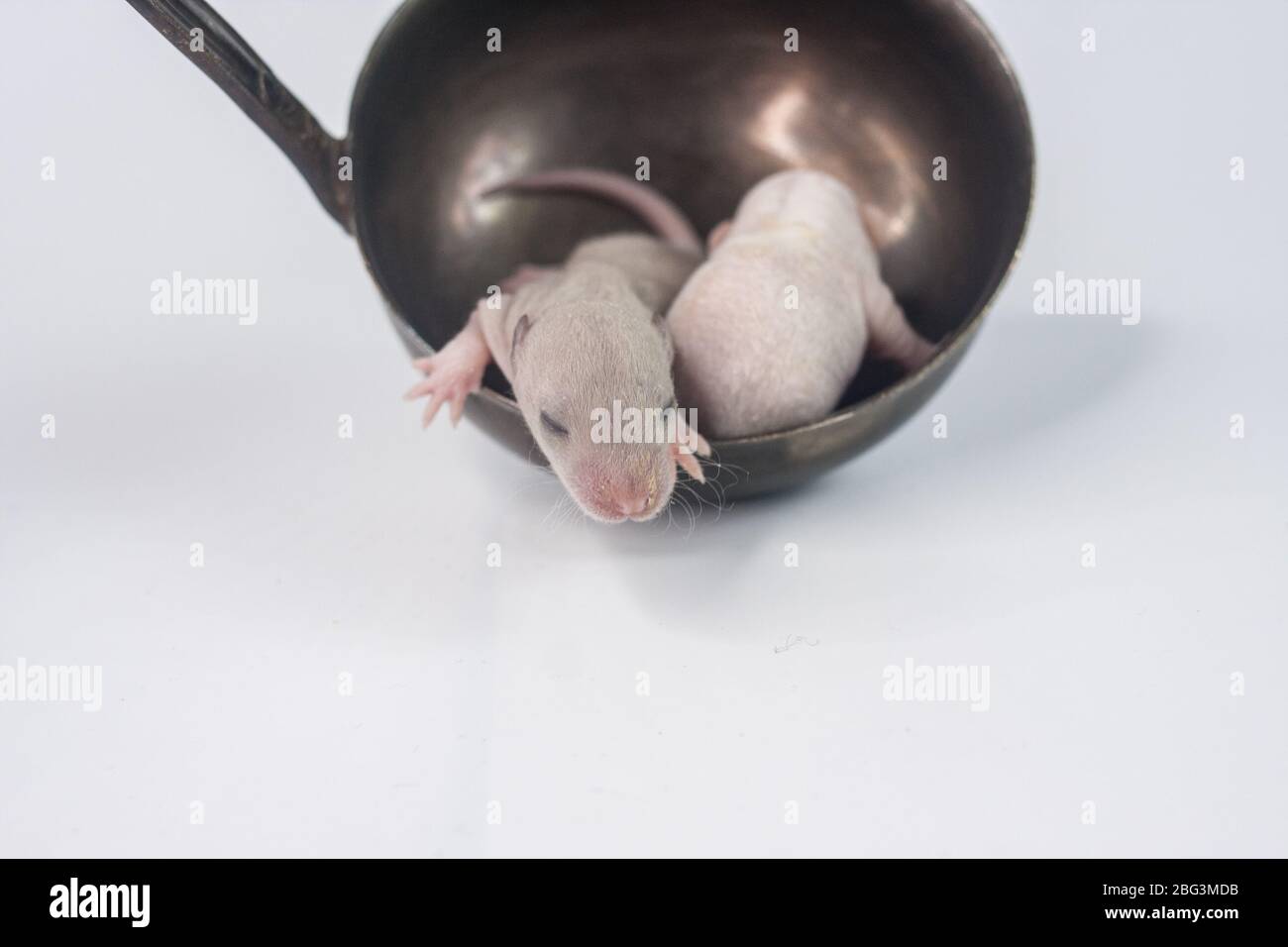 Rat and stationery. Paper rat Clerk Stock Photo - Alamy