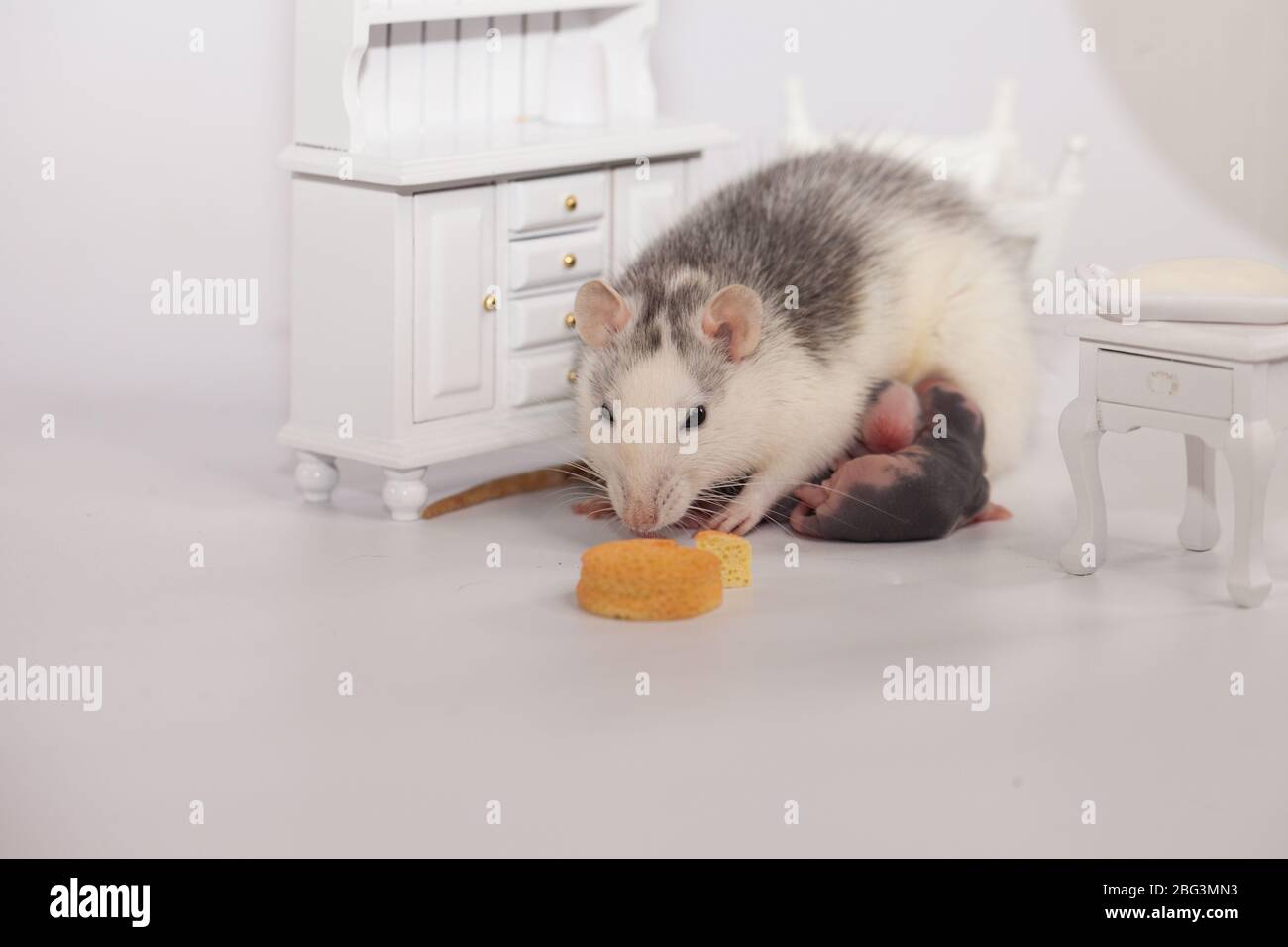 Rat and cheese. white lab rat in a doll room Stock Photo - Alamy