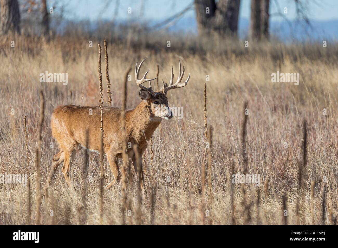 Whitetail Deer Buck During the Fall Rut in Colorado Stock Photo - Alamy
