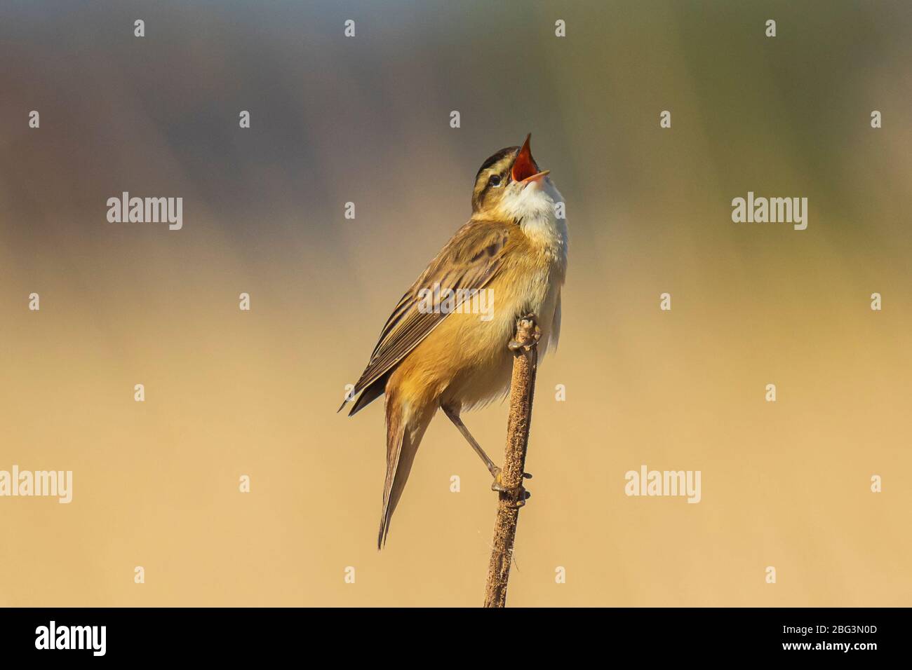 Eurasian reed warbler Acrocephalus scirpaceus bird singing in reeds ...