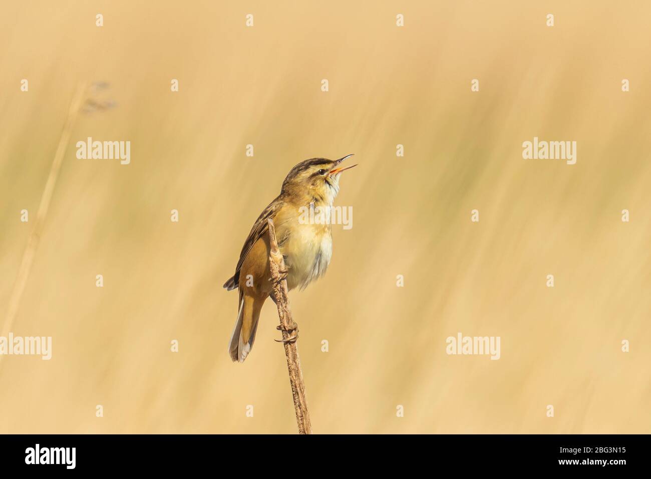Eurasian reed warbler Acrocephalus scirpaceus bird singing in reeds ...
