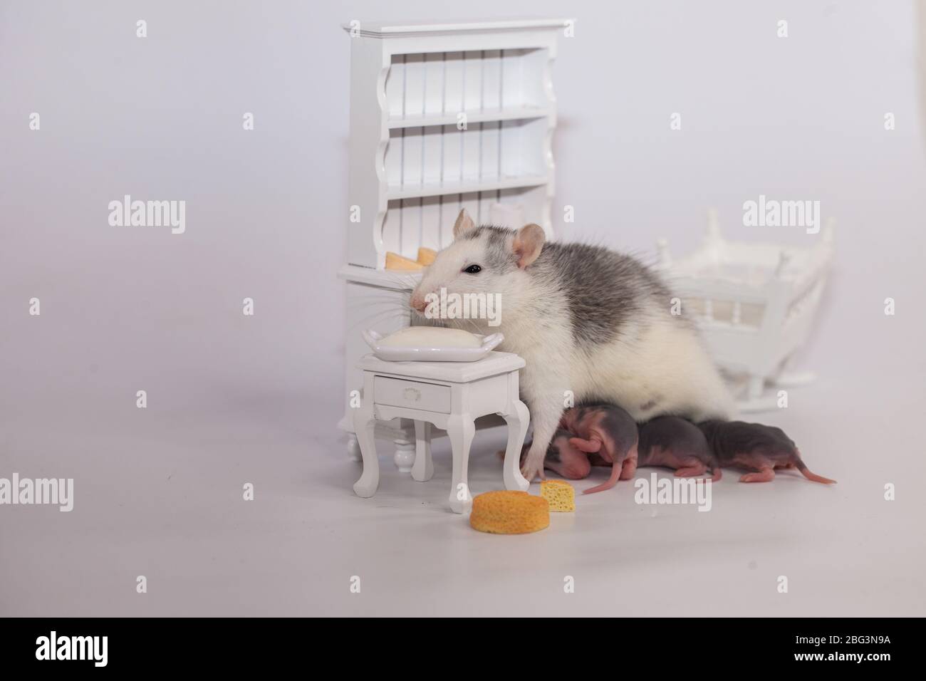 Rat and cheese. white lab rat in a doll room Stock Photo - Alamy
