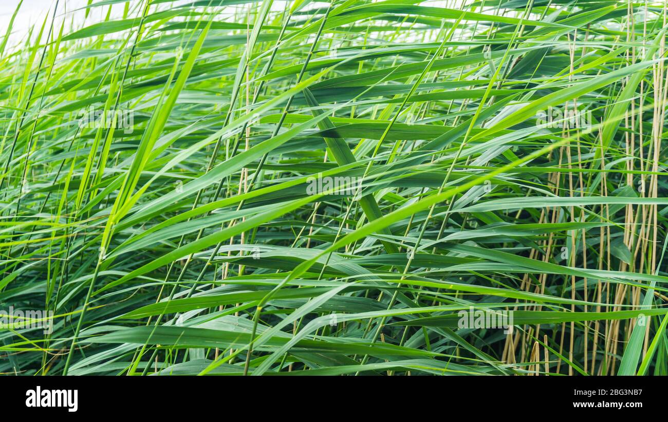 Reed stem texture hi-res stock photography and images - Alamy