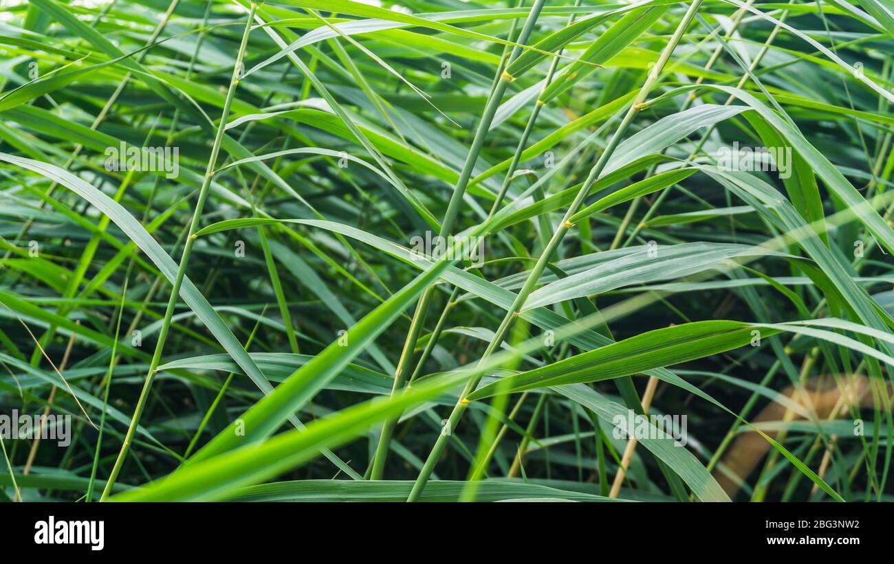 Reed stem texture hi-res stock photography and images - Alamy