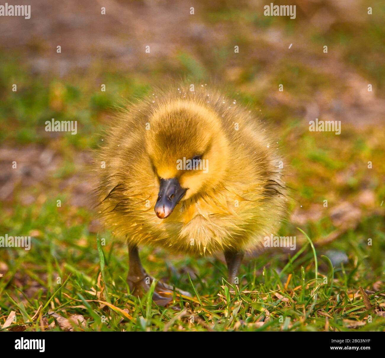 Cute , yellow, little biddy of a greylag goose in the green grass Stock ...