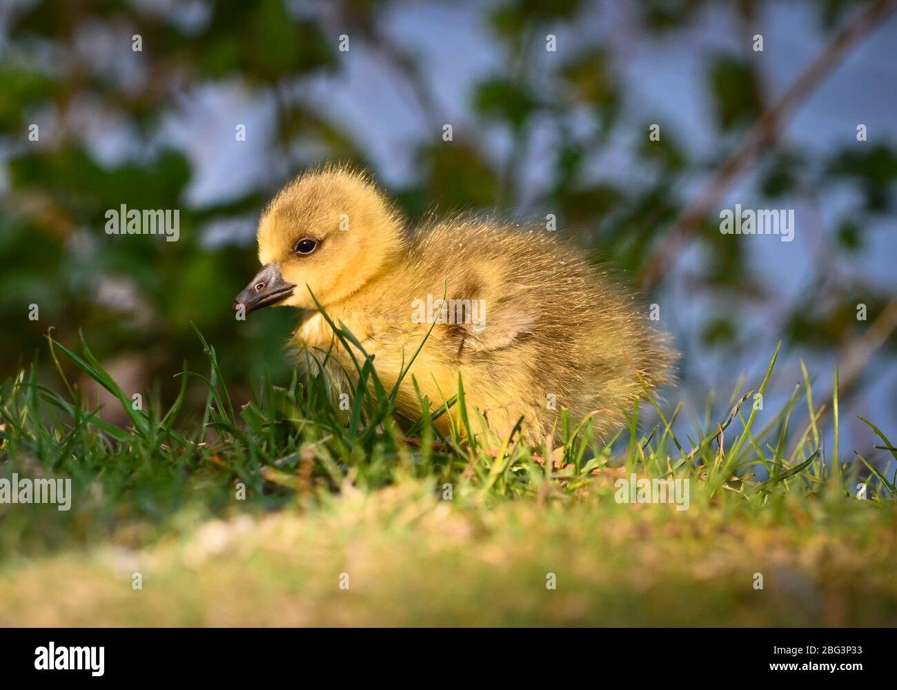 Cute , yellow, little biddy of a greylag goose in the green grass Stock ...