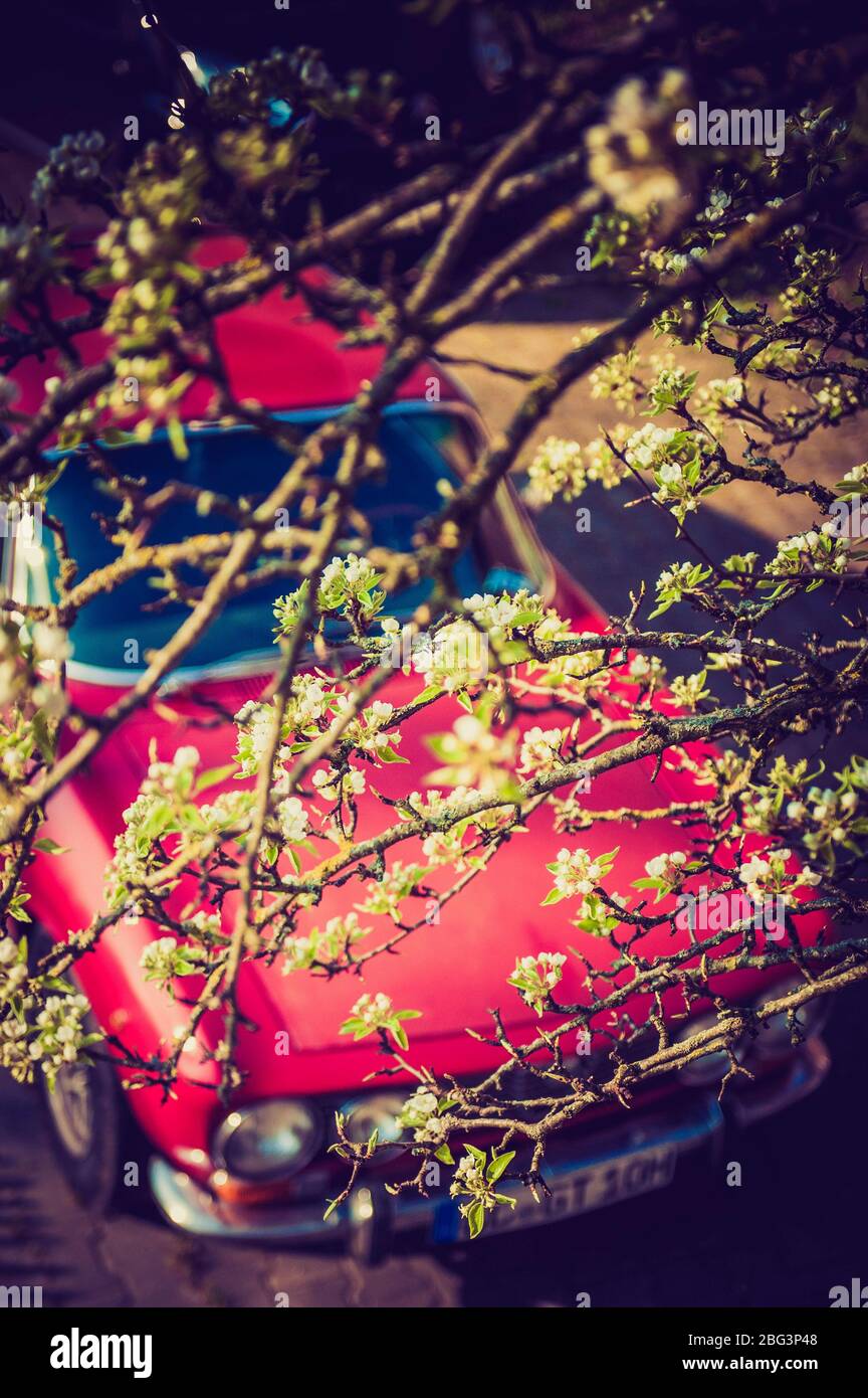 Car tree flower hi-res stock photography and images - Alamy