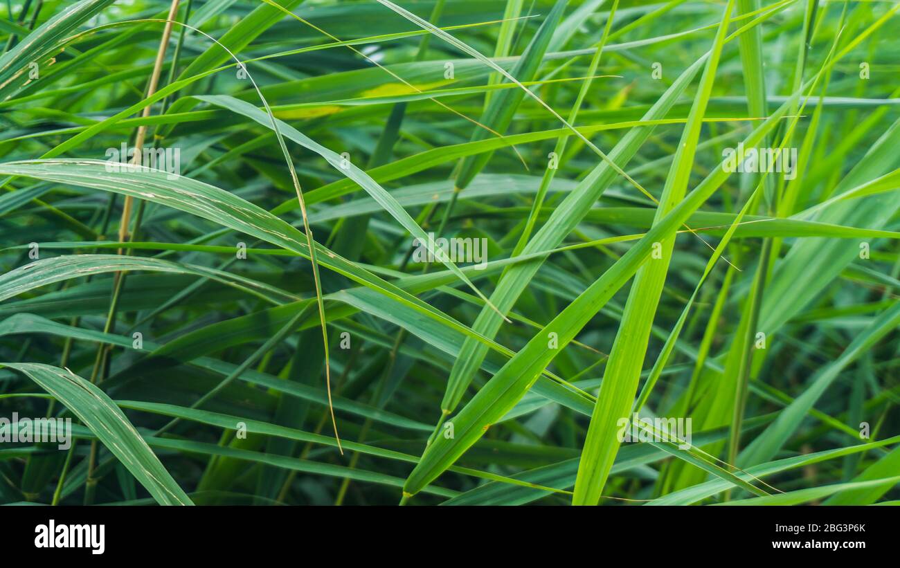 Reed stem texture hi-res stock photography and images - Alamy