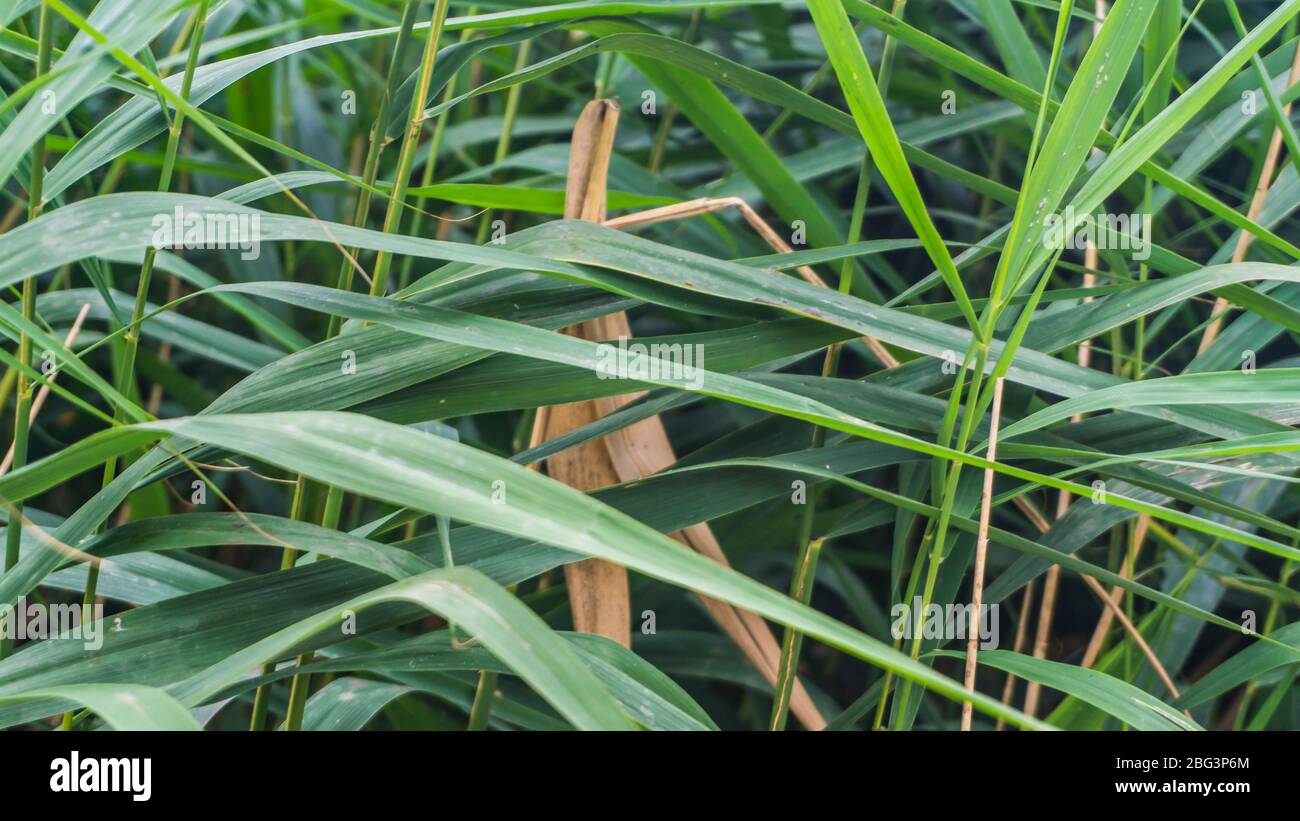 Grass texture and beautiful lake hi-res stock photography and images ...