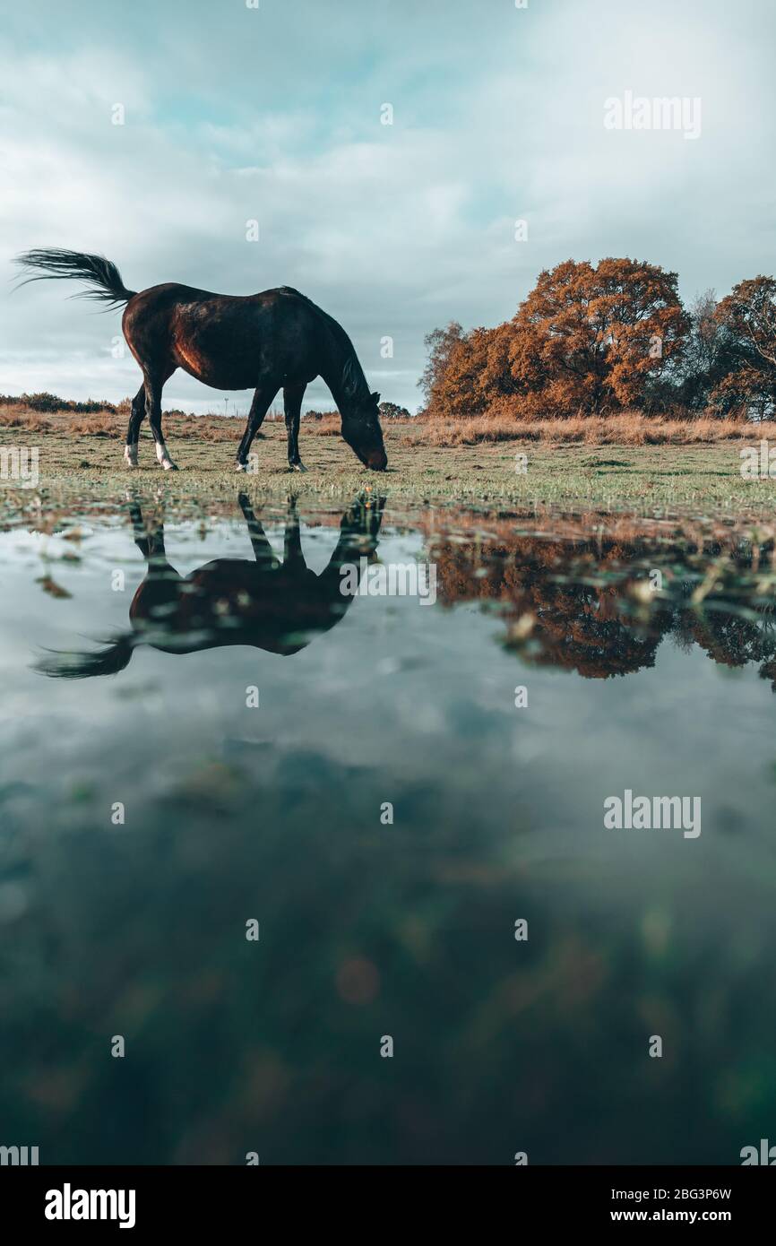 Swallowfield hi-res stock photography and images - Alamy