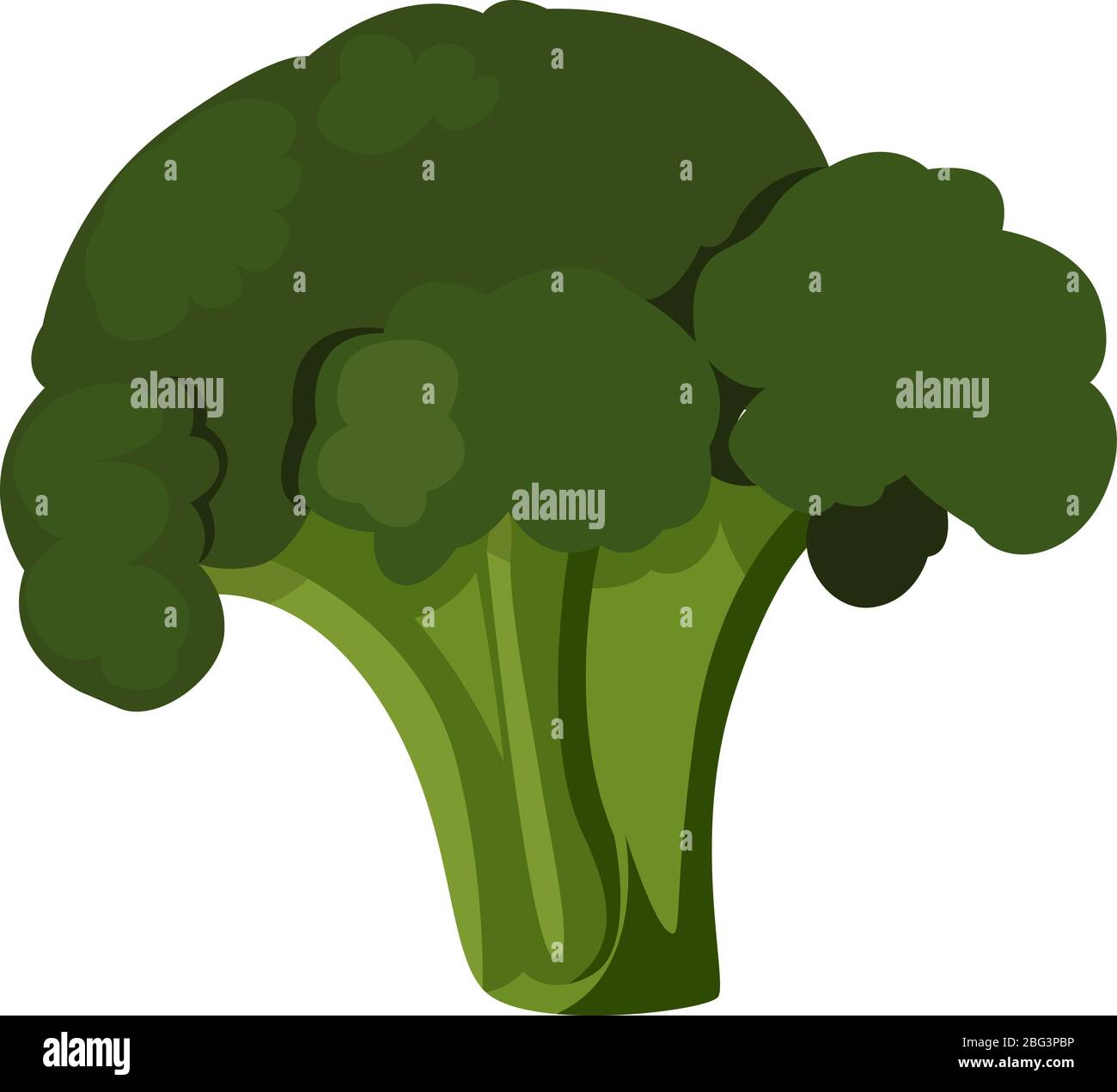 Fresh broccoli, illustration, vector on white background Stock Vector ...